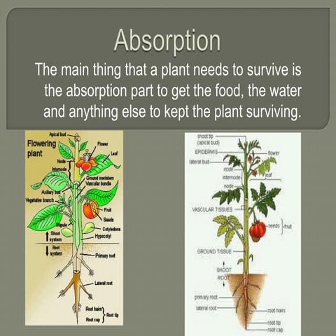 Plant Absorption | PPTX
