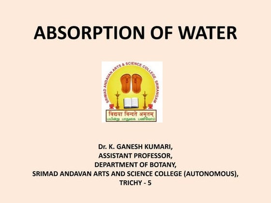 Absorption of water ppt | PPT | Gardening | Home & Garden