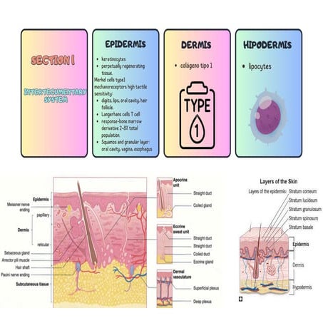 Abundez Hernandez Diana_FLASHCARDS DERMA .pdf