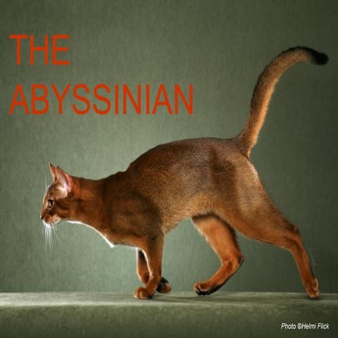 Abyssinian breed standard presentation 2011[1] | PPT