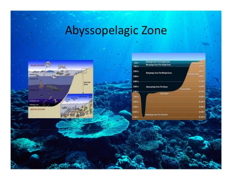 Abyssopelagic zone