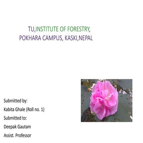 Acacia catechu and Adina cordifolia | PPTX