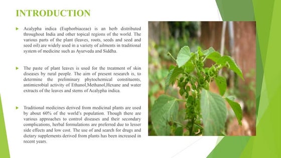 Amaranthaceae | PPTX | Gardening | Home & Garden