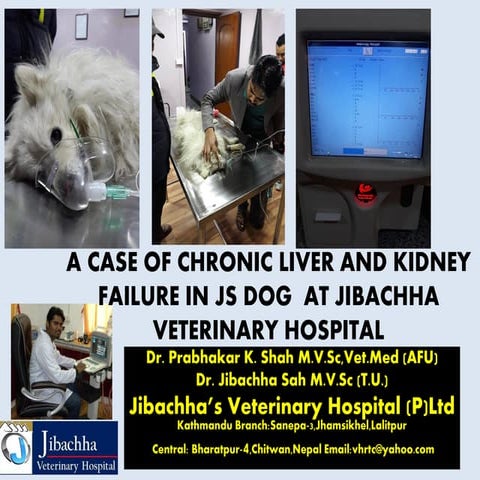 A case of chronic liver and kidney failure in js dog at jibachha ...