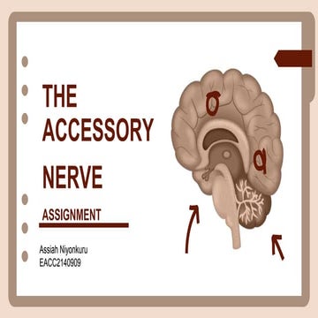 Accessory Nerve Accessory Nerve Hi Res Stock Photography And Images