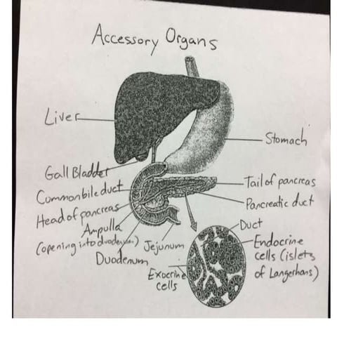 Accessory organs diagram | PPTX
