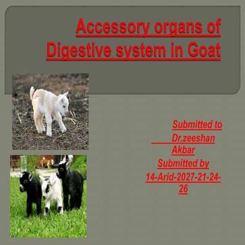Digestion in Ruminants | PPTX