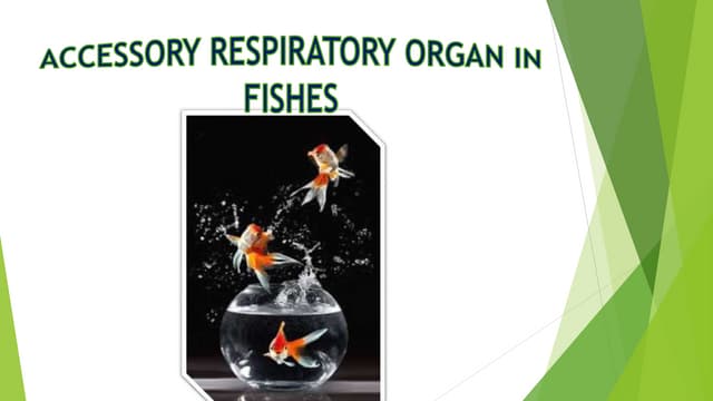 Prawn respiratory system,Types of gills,structure of gill plates ...
