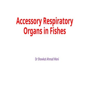 Accessory Respiratory organs in fishes. ppt | PPTX