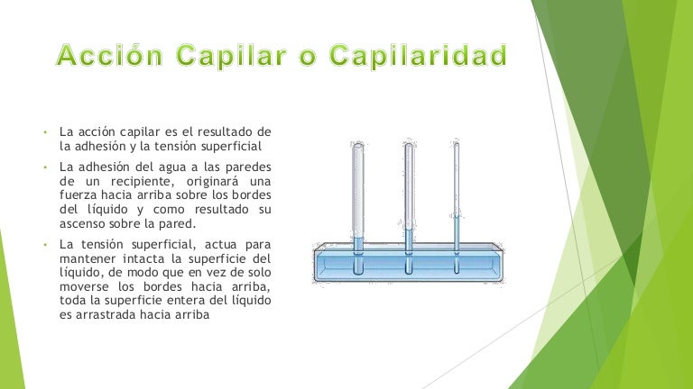 Que Es Capilaridad En Fisica Definicion - Citas Para Adultos En Las ...