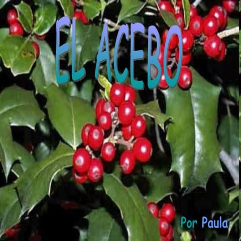 El Acebo | PPT