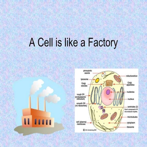 A Cell is like a Factory.ppt