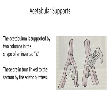 Acetabular Fractures-anatomy, classification s.pptx