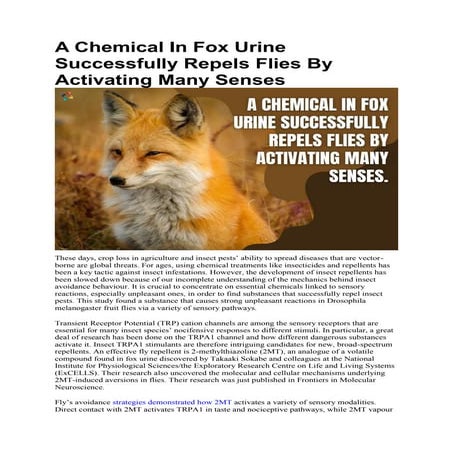 A Chemical In Fox Urine Successfully Repels Flies By Activating Many ...