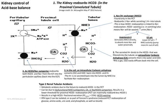Dm pathogenesis typesiandii | PPT