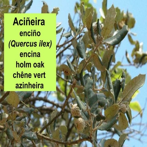 Aciñeira (Quercus ilex) | PPT