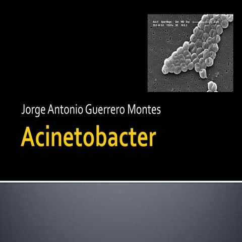 Acinetobacter | PPTX