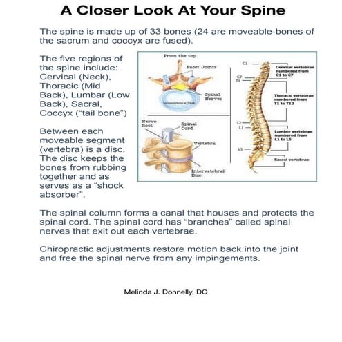 A Closer Look at Your Spine | PDF