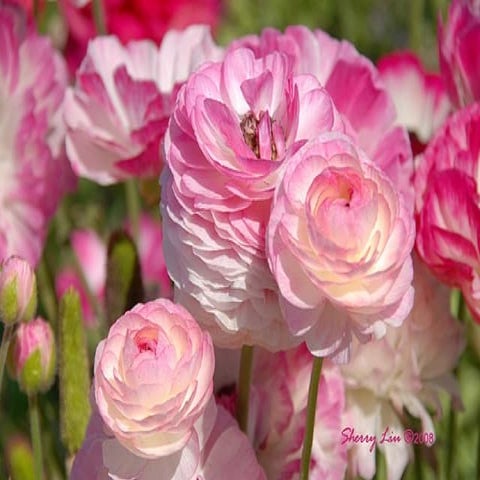 A Collection Of Ranunculus Flowers | PPS
