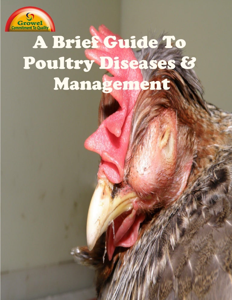 A Brief Guide to Poultry Diseases Management