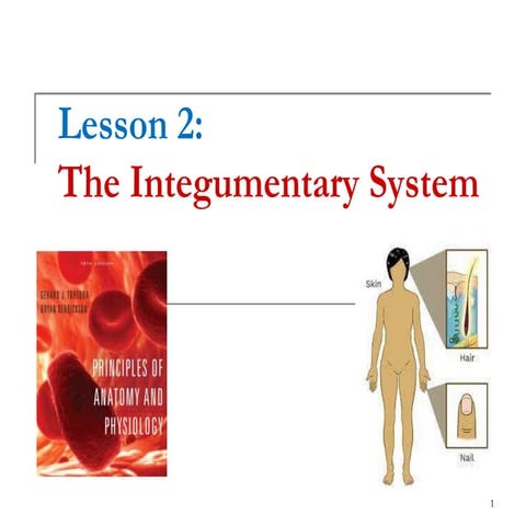ACS-2. Integumentary System.pptTTTTTTTTT | PPT