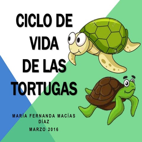 Hoja De Trabajo Sobre El Ciclo De Vida De Una Tortuga Tortugas Marinas