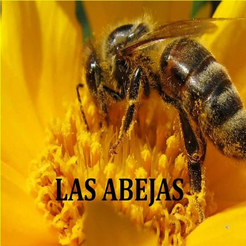 Las abejas para Educación Infantil | PPTX