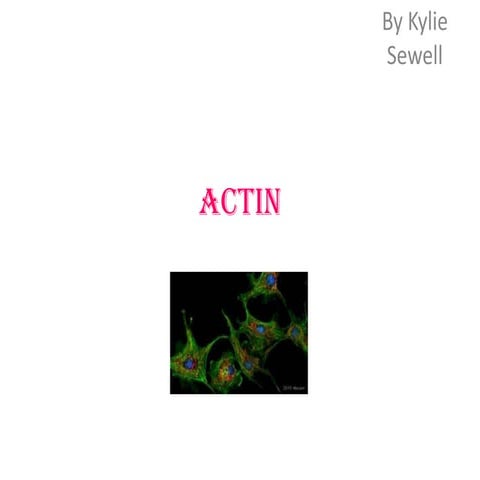 Actin | PPTX
