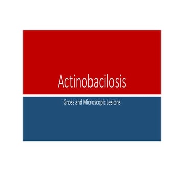 Actinobacilosis (Wooden Tongue) | PDF