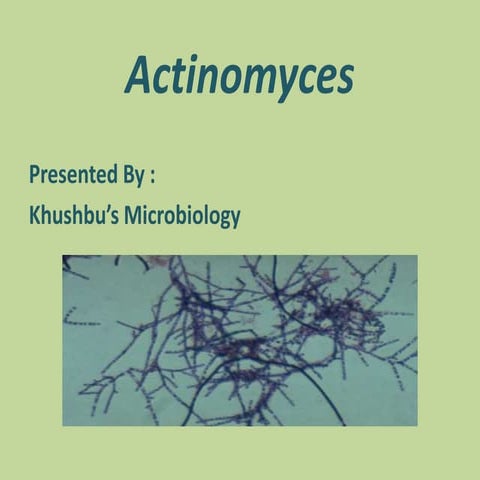 Actinomyces | PPTX
