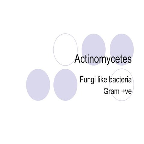 Actinomycetes | PPT