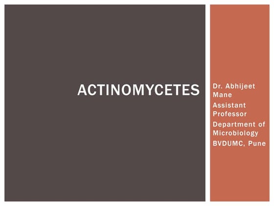 Actinomycetes | PPTX | Infectious Diseases | Diseases and Conditions
