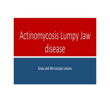 Actinomycosis (Lumpy Jaw) | PDF