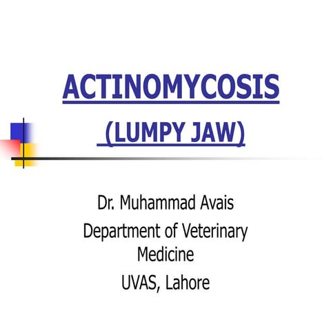 Actinomycosis And Its Treatment In Pakistan Ppt