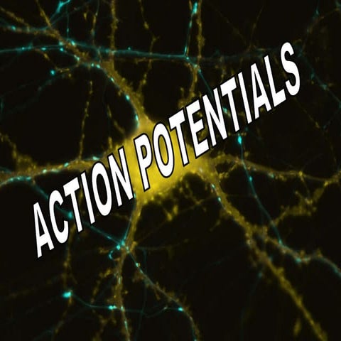 Action potential | PPT