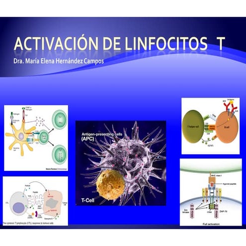 Activación del linfocito T Modo completo.pdf