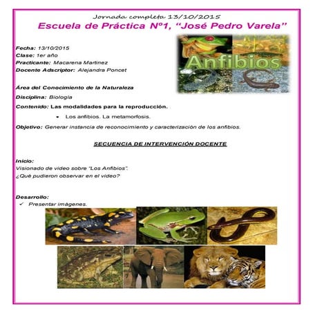 Actividad de los Anfibios | DOCX