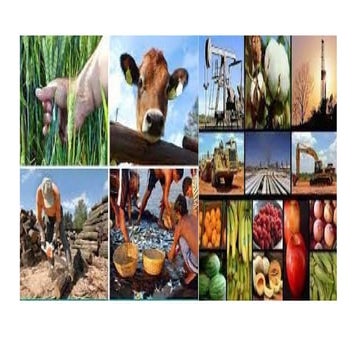 COLLAGE DE actividades primarias economicas.pptx
