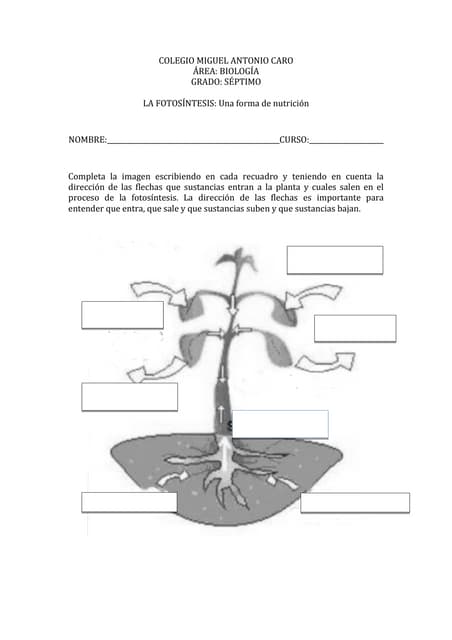 Hoja De Trabajo De Fotosíntesis, Séptimo Grado