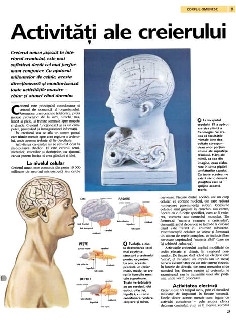 Organele de simt | PPT