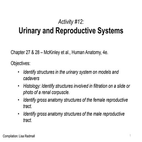 Activity 12-urinary-reproductive | PPTX