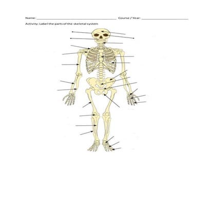 Activity skeletal system | DOCX