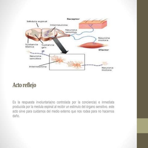Acto reflejo | PPTX