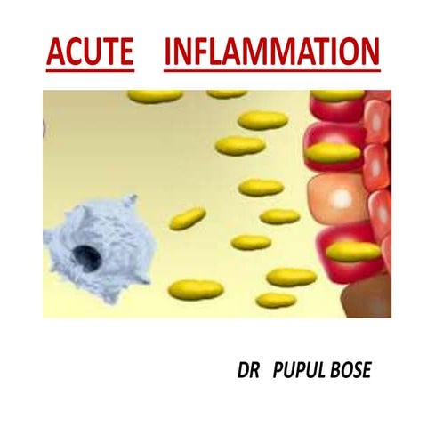 ACUTE INFLAMMATION.pptx | Blood Disorders | Diseases and Conditions