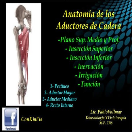 Anatomía Del Músculo Aductor Músculos Del Aductor Mayor En Todo El