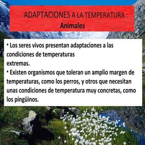 Adaptaciones De Los Animales En Las Praderas Templadas Connochaetes