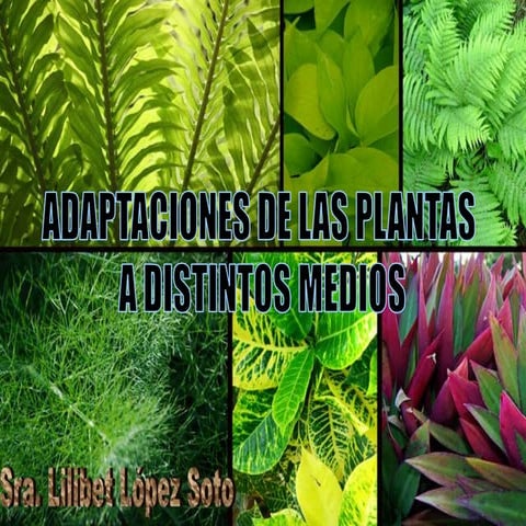 Adaptación De Las Plantas