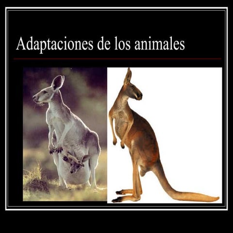 Adaptaciones de los animales | PPT | Large Animals | Pets