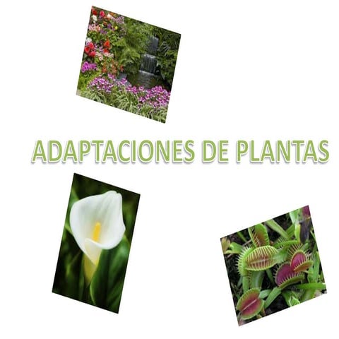 Adaptaciones de plantas carlos raso | PPTX | Gardening | Home & Garden
