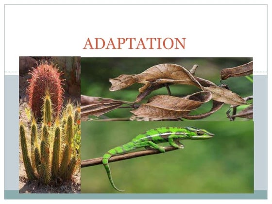 EcoPhysiology | PPT | Gardening | Home & Garden